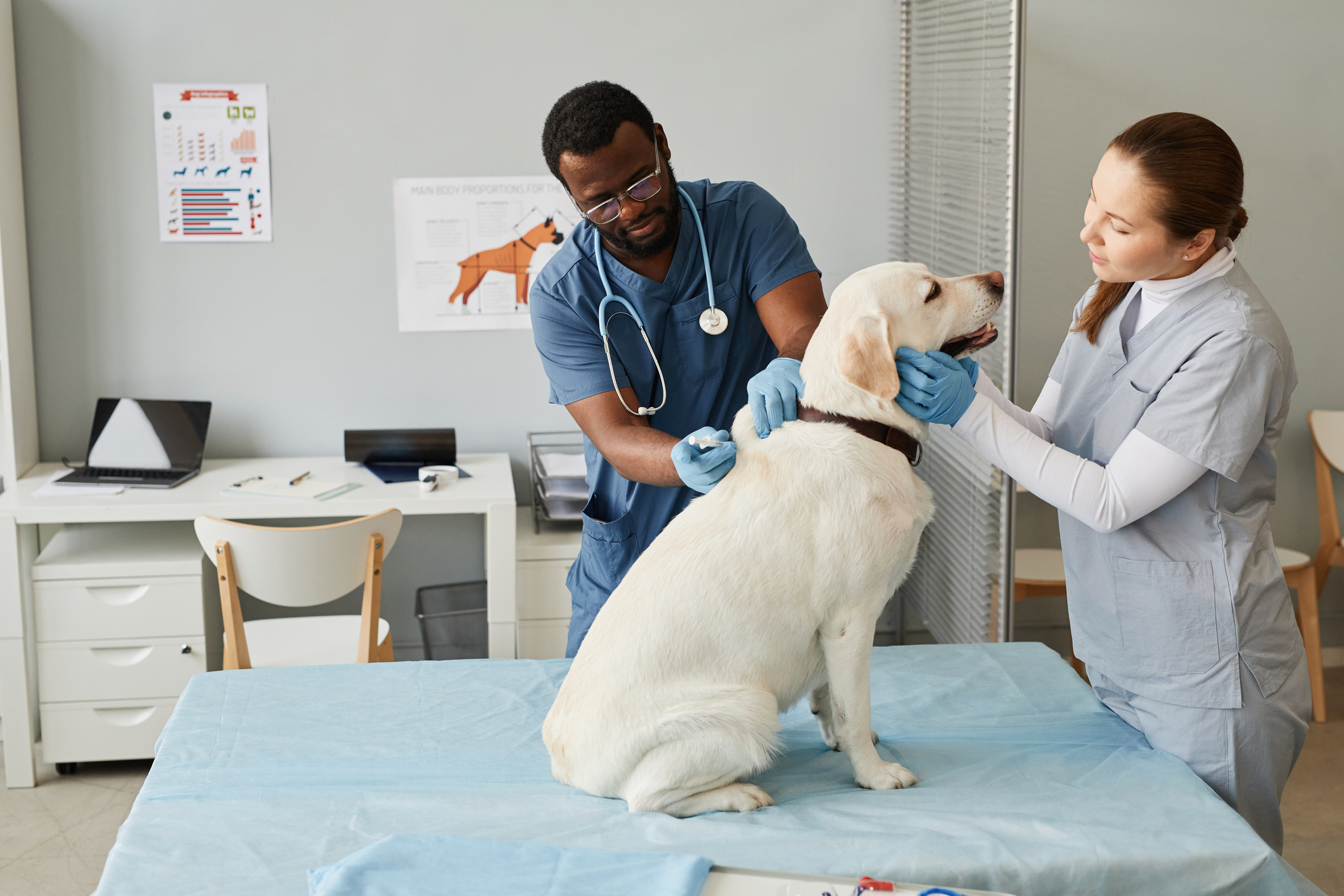 ScribeAmerica Announces Scribe Solutions for Veterinary Practices ...